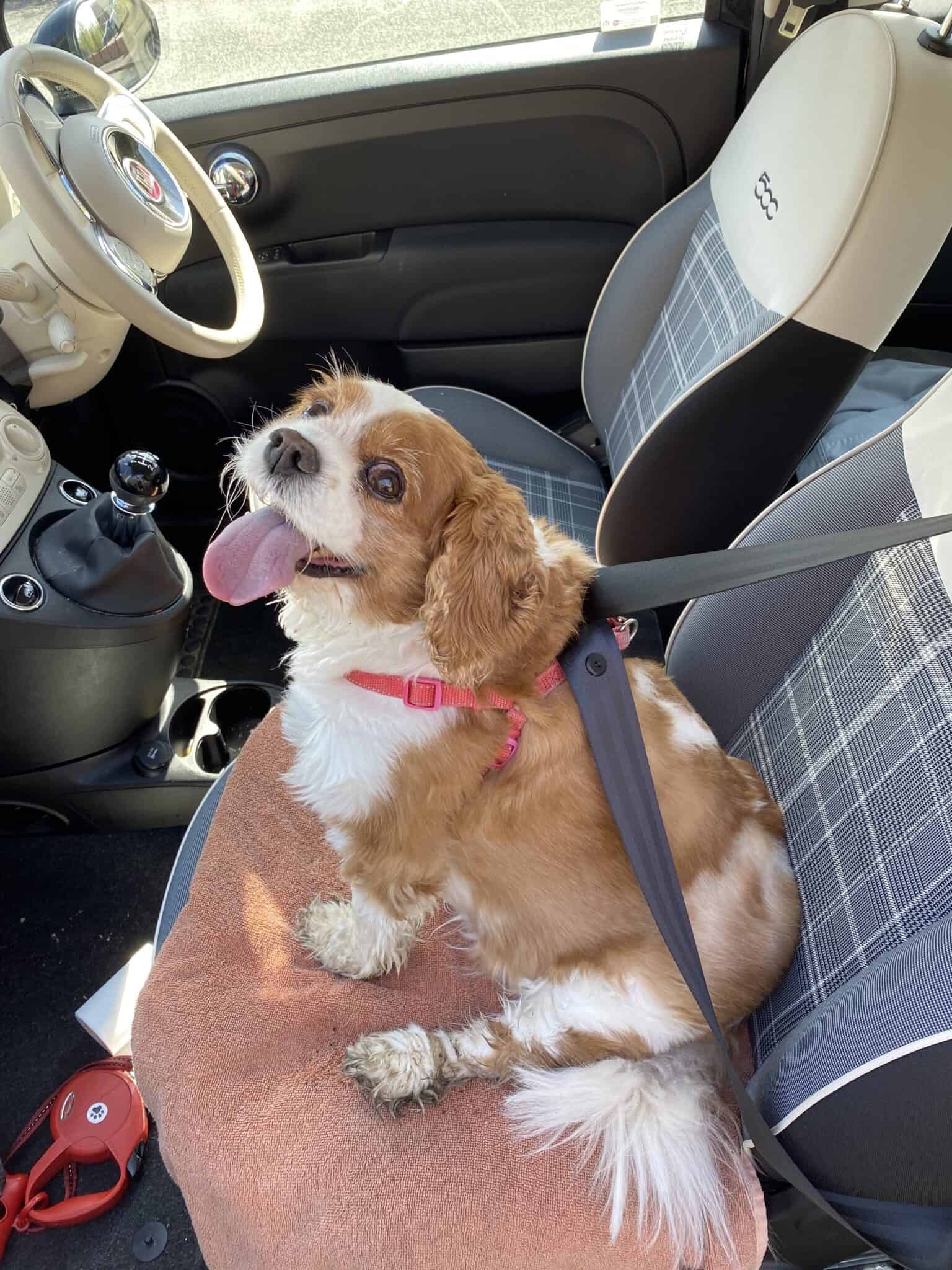 A Cavalier King Charles Spaniel Haircut: Before and After | My Cavvy