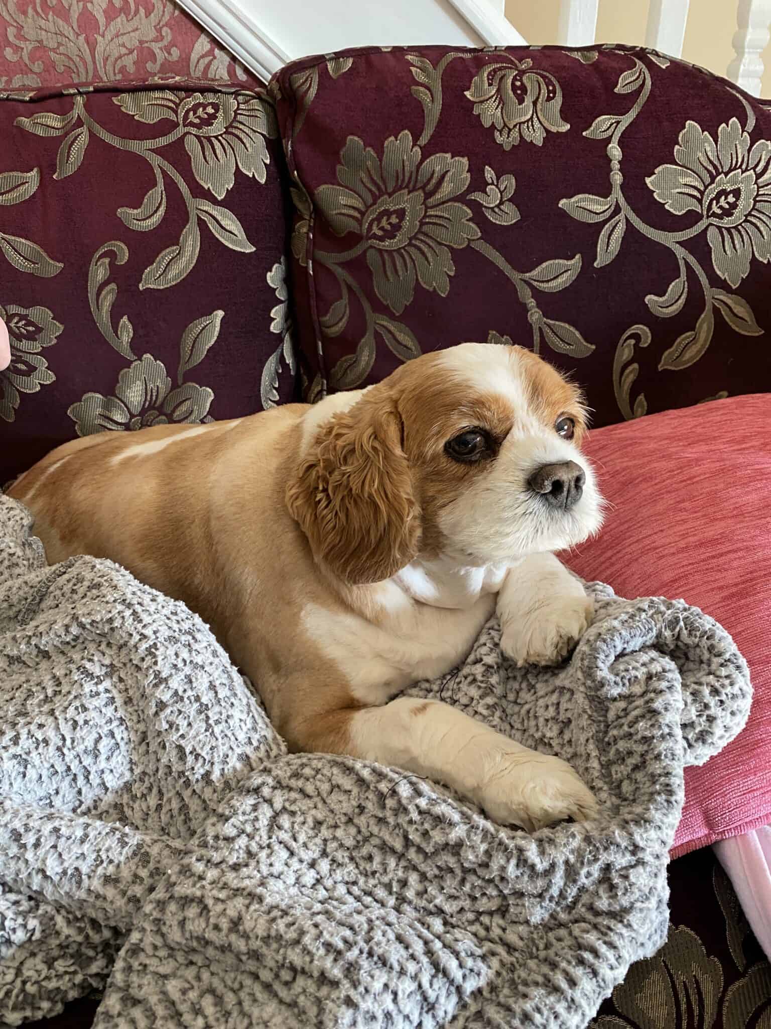 A Cavalier King Charles Spaniel Haircut: Before and After | My Cavvy