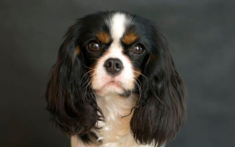 What is a Blenheim Cavalier? | My Cavvy