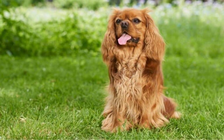 What is a Blenheim Cavalier? | My Cavvy