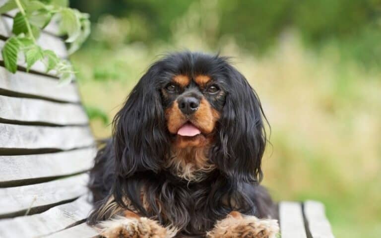 What is a Blenheim Cavalier? | My Cavvy